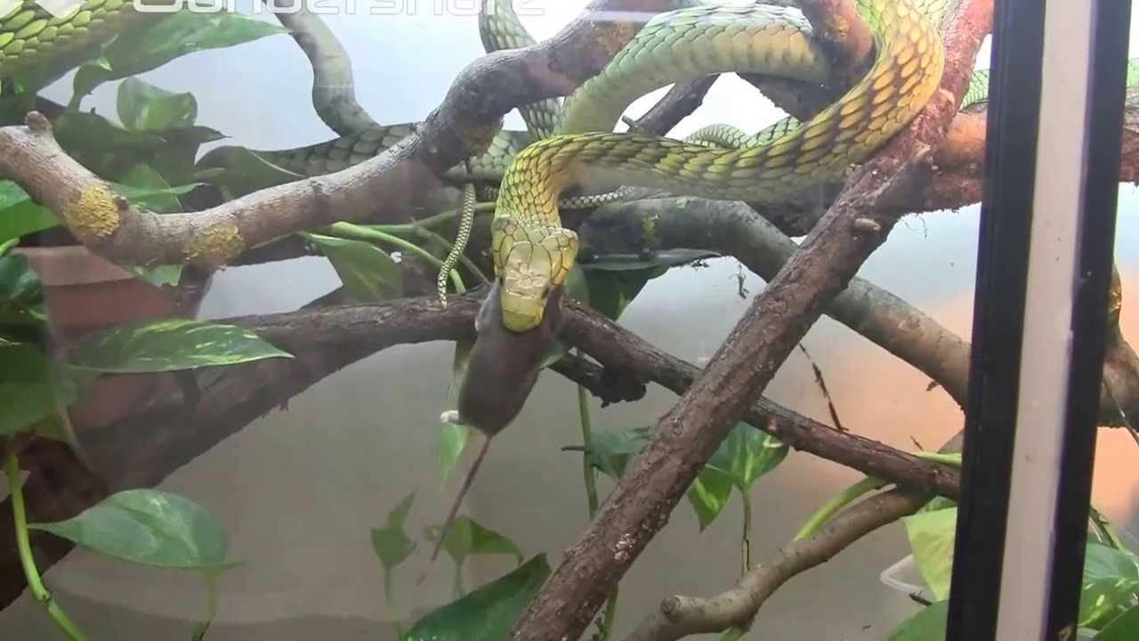 Dendroaspis viridis feeding