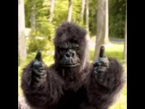real life king kong 😂 #funny #memes #meme #gorilla