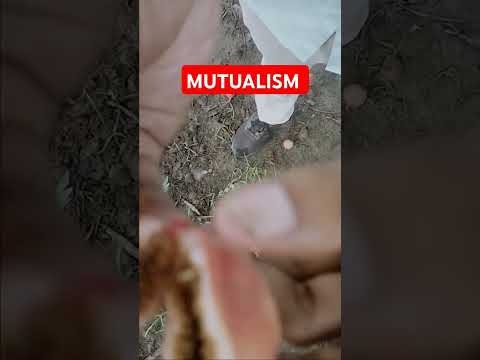 Mutualism relationship in nature#neet2026 #decentstar #neetcoachings #biology #facts #experiment #yt