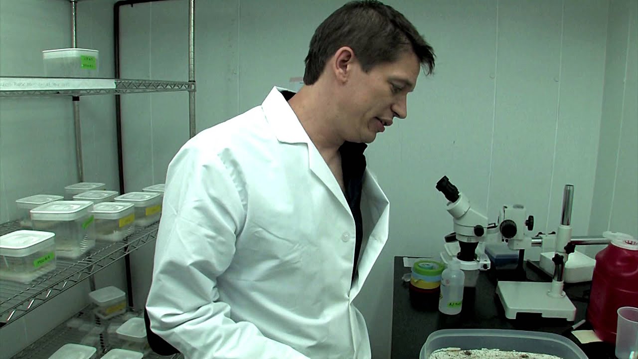 Lab Profile: Daniel Kronauer