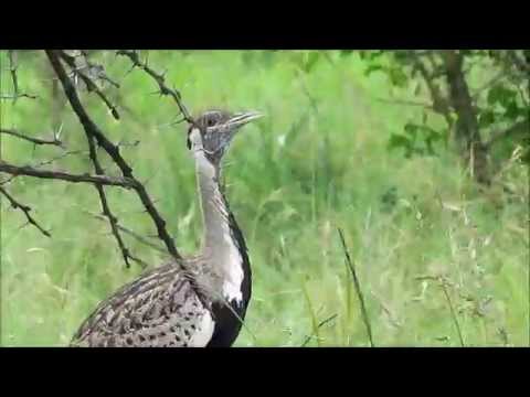 Call of the Black Bellied Bustard