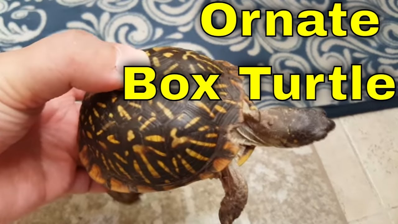 Ornate Box Turtle (Terrapene ornata ornata)