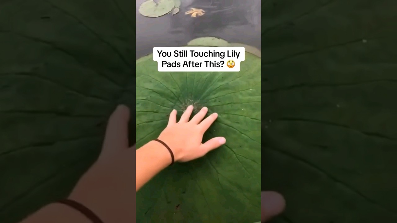 You Still Touching Lily Pads After This?