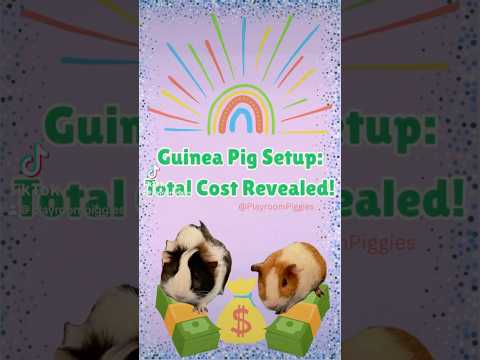 How much does it cost to get started with Guinea Pigs?!