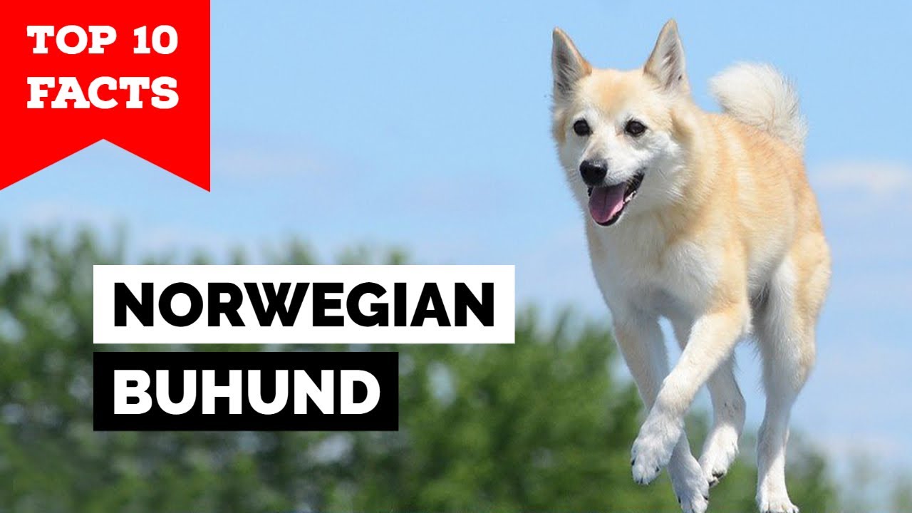 Norwegian Buhund - Top 10 Facts