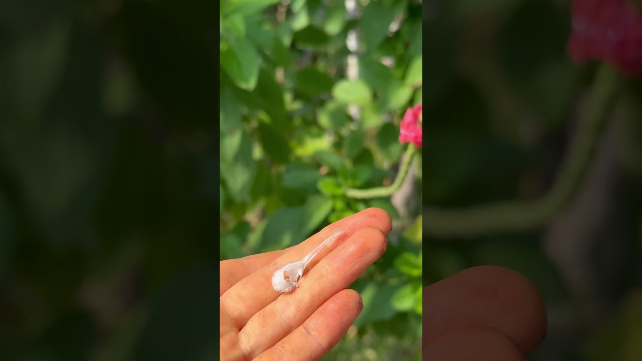 a TINY hummingbird skull! 🩷🧚🦋