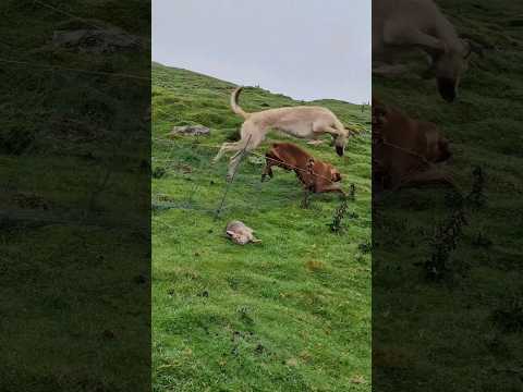 #ferreting #rabbiting #hunting #fieldsports #workingdog #lurcher #huntingdog
