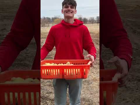 Transporting 1,800 Chicks in Freezing Temps – How We Keep Them Safe
