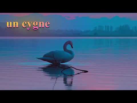 French Lesson - How to pronounce (slow & detailed) - un cygne / des cygnes (a swan / swans)