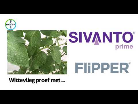 Sivanto Prime 3 ltr Insecticide | Royal Brinkman