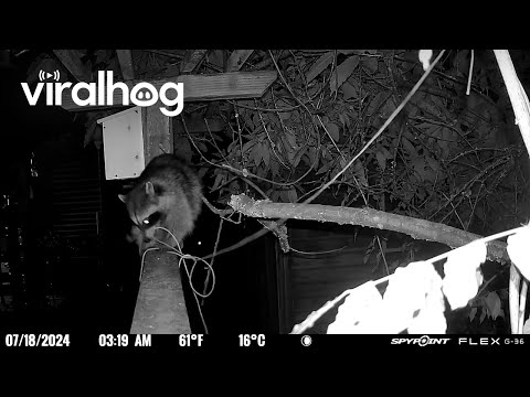 Raccoon Unties Rope and Moves It Out of the Way || ViralHog