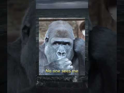Only the discerning eye can see 😃 #memes #meme #funny #funnyvideo #funnyshorts