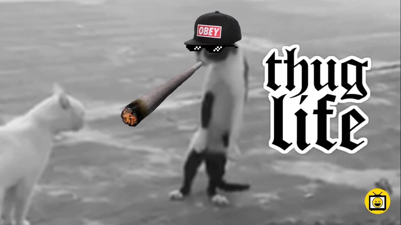 gatos thug life completo