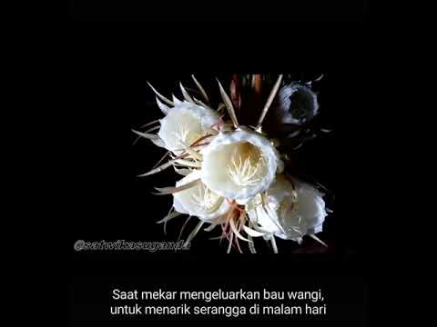Bunga Wijaya Kusuma mekar #wijayakusuma #wijayakusumamekar