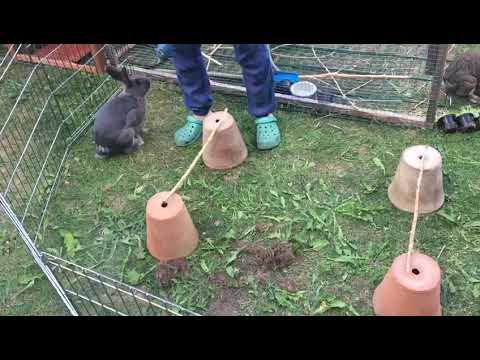 Ketterä kani | Utelias eläin