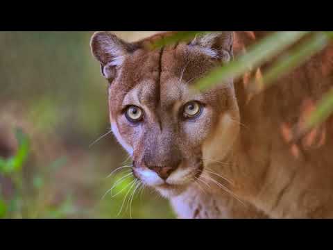 Are Florida Panthers Dangerous? Florida Panther Predators and Threats, Florida Panther Diet