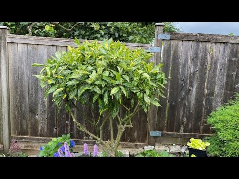 Aucuba Japonica "Gold Dust Plant", Annual Maintenance Prune - August, 2022