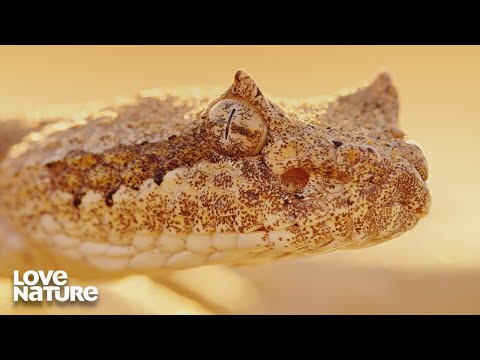 The Sidewinder Rattlesnake Dominates the Desert | Wild California 104