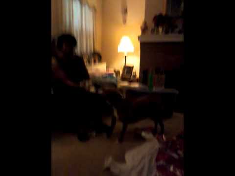 Hi grandma opening her dog gifts