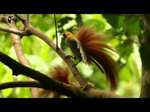 Goldie's Bird-of-Paradise