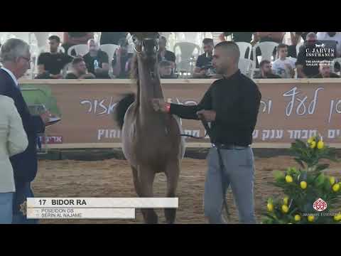 N 17 BIDOR RA The Arabian Horse Galilee Show 2023 Futurity Fillies B Class 2