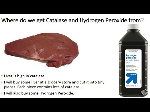 Pre-lab: Liver and Enzyme activity