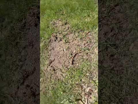 MASSIVE Carpenter Ant Infestation Found in Appleton, WI | Slayer Pest Control