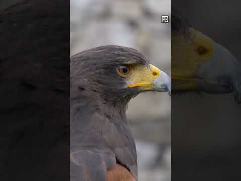Quick Hawk Facts - Buzzard of Another Name - Animal a Day H Week #shorts