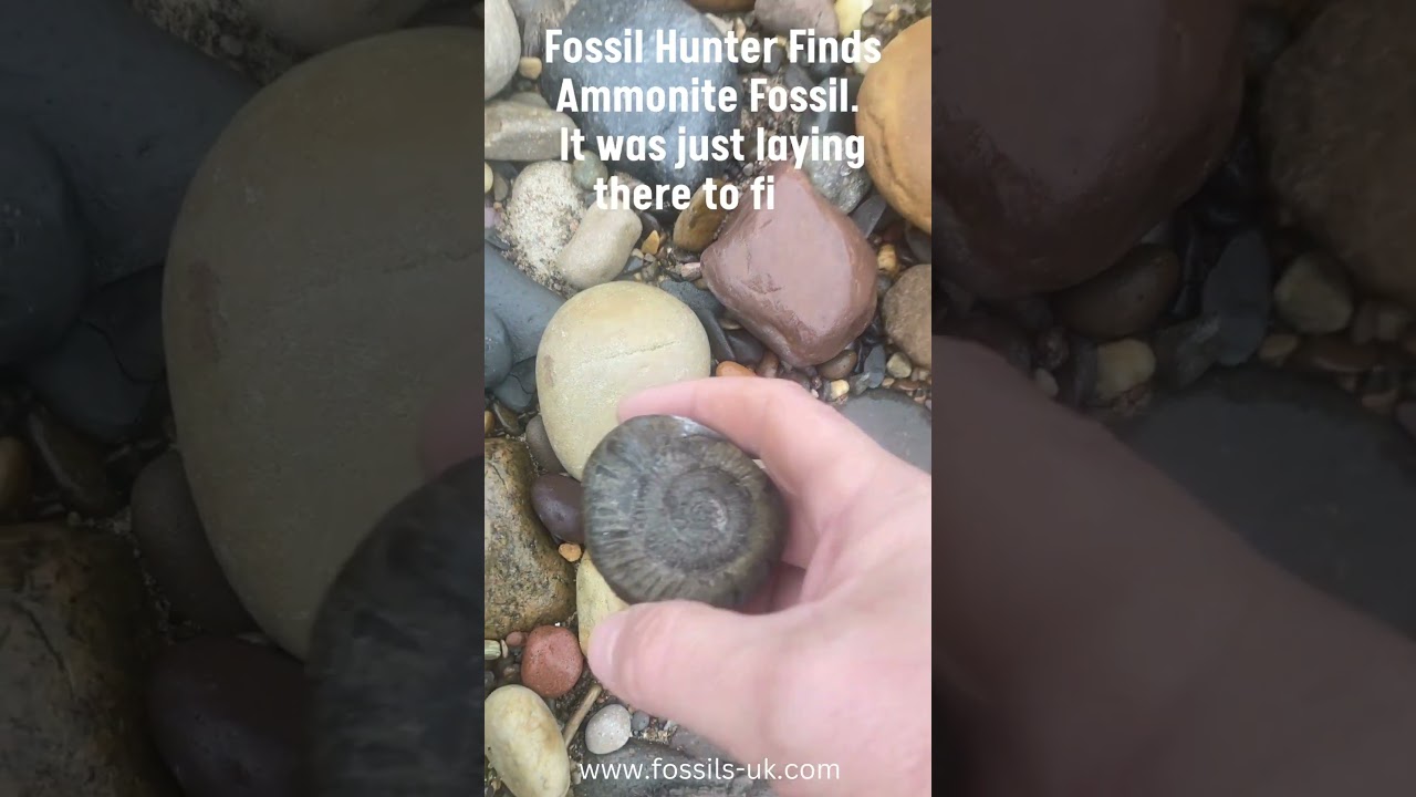 Fossil Hunter Finds Ammonite #fossils #fossilhunting #jurassic #shorts