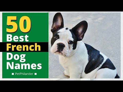 Top 50 best french dog names with meaning 2021 ! Unique dog names ! Pet names