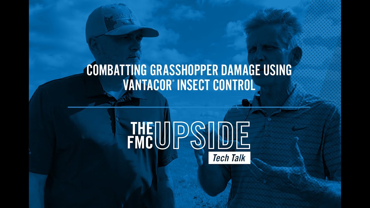 Combatting Grasshopper Damage Using Vantacor® Insect Control