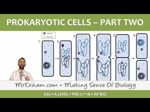 Prokaryotic Cells - Antibiotics, reproduction and pathogens - Post 16 Biology (A Level, Pre-U, IB)