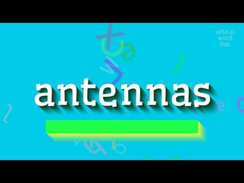 How to say "antennas"! (High Quality Voices)