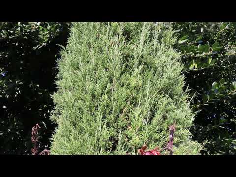 Taylor Eastern Redcedar (Juniperus virginiana 'Taylor') - Plant Identification