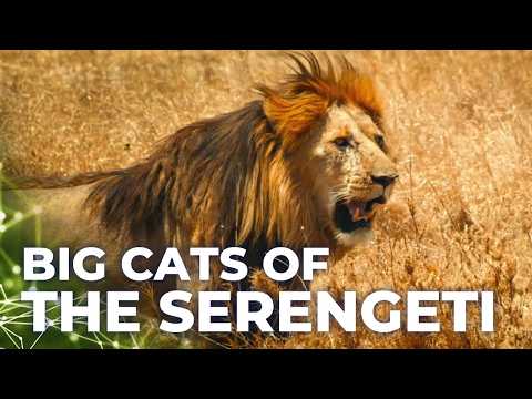 Predators in Peril | The Big Cats in the Savannah