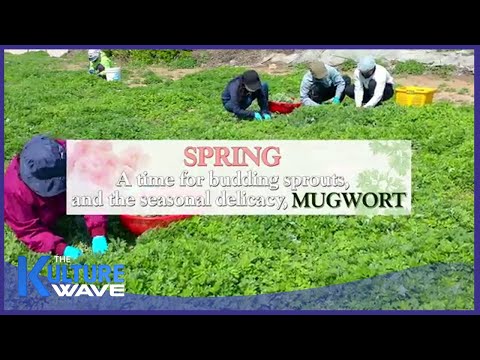 [Short-form] Spring mugwort: Natural health booster for the season!