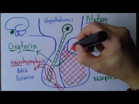 Pituitary gland