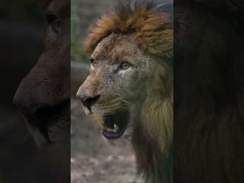 Lion | सिंहहरू