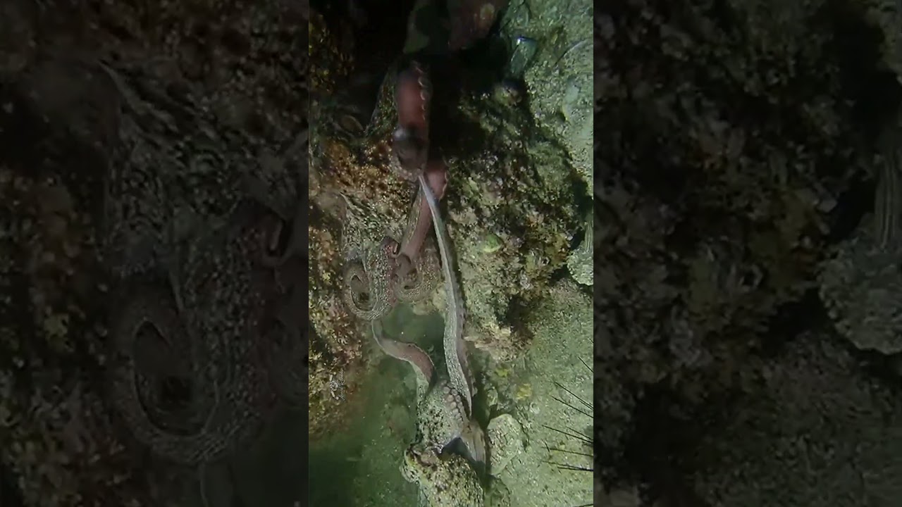 Octopus Dancing | Animals Behavior | Ahmed Ramadan