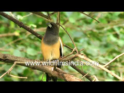 Rufous Treepie or Dendrocitta vagabunda - Brightly coloured crow of India