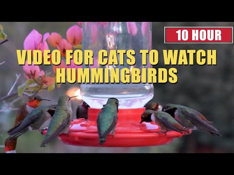 10 HOUR VIDEO FOR CATS TO WATCH HUMMINGBIRDS