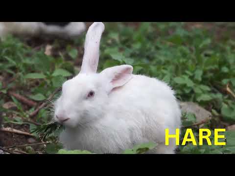 Learn All About Animal Names with The Kids' Family! start from E#thekidsfamily thekidsfamily