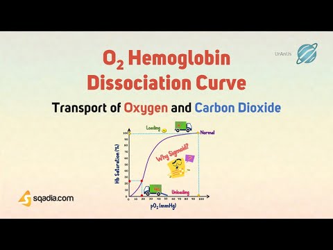 Transport of Oxygen and Carbon Dioxide | O2 Hemoglobin Dissociation Curve Physiology