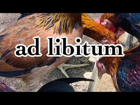 Ad Libitum Feeding🤔?