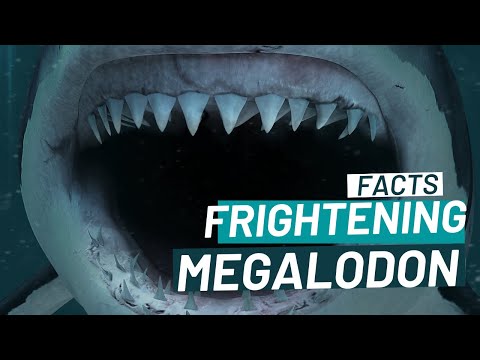 5 Fascinating Facts About The Frightening Megalodon
