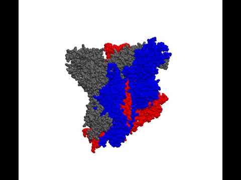 Simulation of the SARS-CoV-2 spike protein!