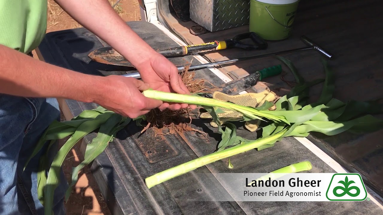 Agronomy Tools: Evaluating Crops