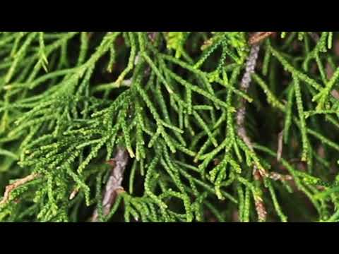 NYRP Tree Talks: Introducing the Eastern Red Cedar