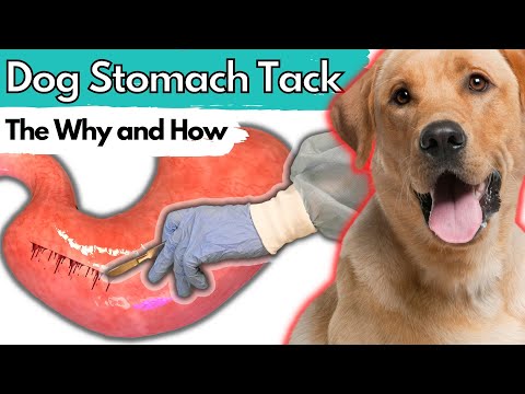 DOG Stomach Tack or Gastropexy. The How and Why for the Pet PARENT