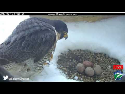 EGG DUTY EXCHANGE 4 EGGS
